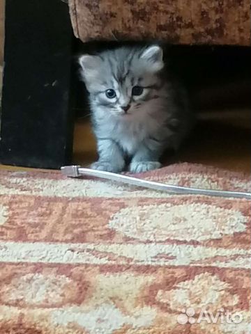 Котята курильский бобтейл