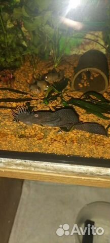 Аквариумные рыбки сомики