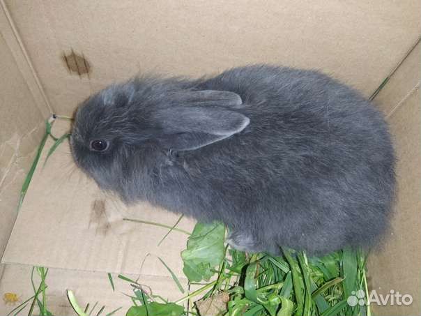 Карликовый кролик с клеткой