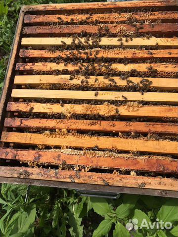 Пчелосемья 12 рамок