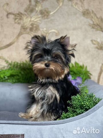 Курносые минюшки мальчик и девочка