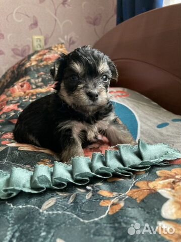 Йоркширский терьер метис