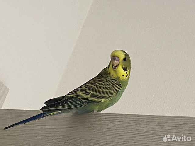 Птенец попугая Чеха