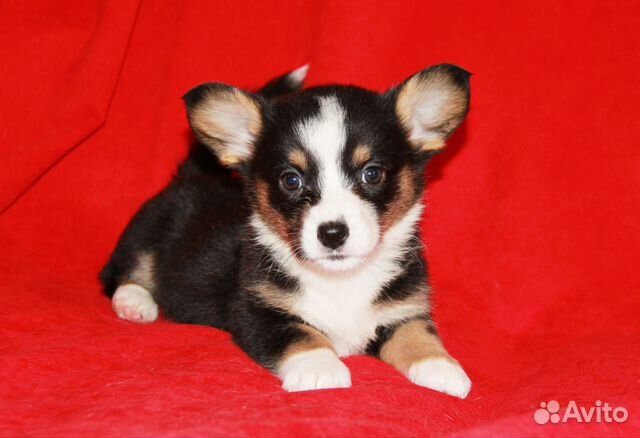 Вельш корги шикарная девочка