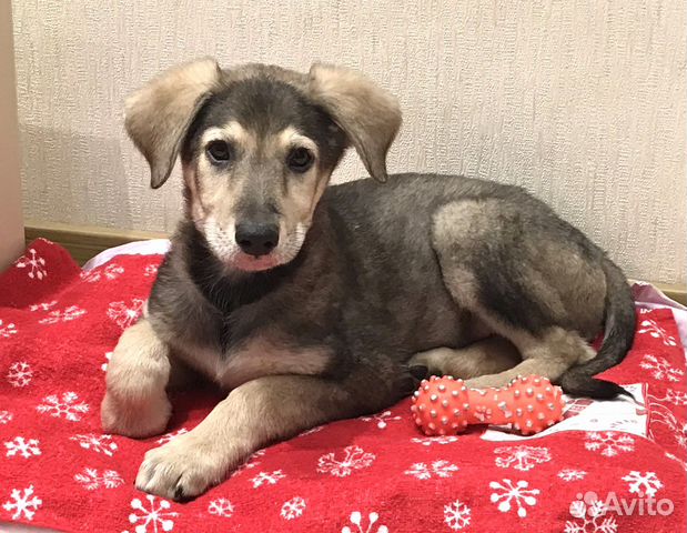 Щенок-мальчик ищет любящего хозяина