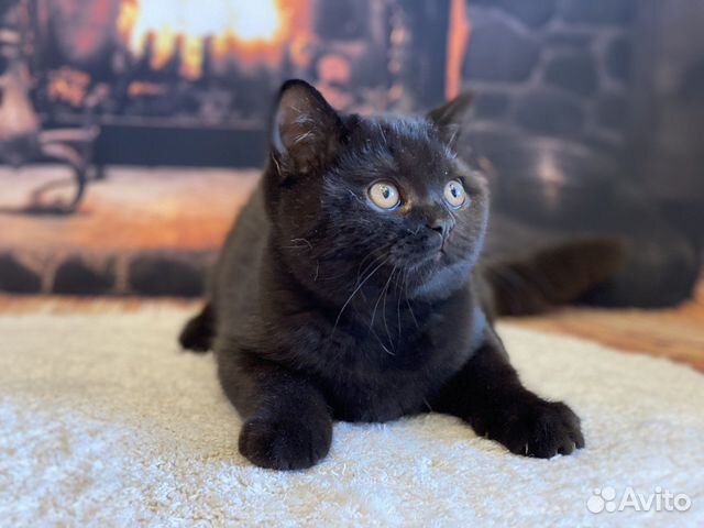 Британский котик