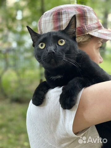 Кошка крупная в дар