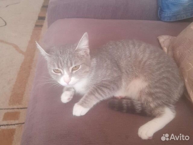 Кошка в дар бесплатно