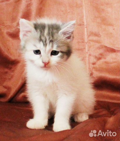 Котенок Изюмка 3 мес