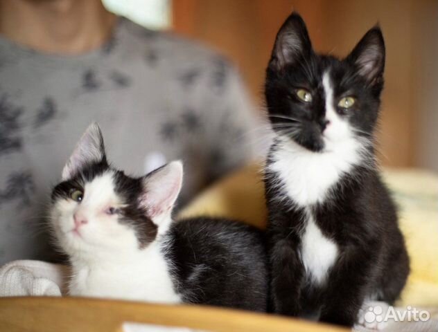 Трогательные котята Буяша и Молли 2,5 месяца в дар