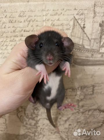 Крысята дамбо 1,5 месяца.доставка
