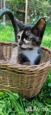 Котенок девочка в добрые руки