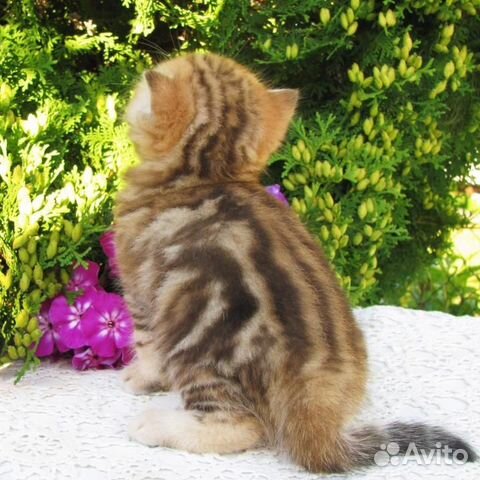 Плюшевый пупсик Марик