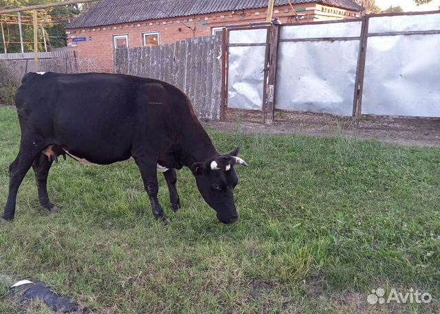 Тёлка на мясо