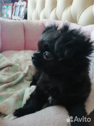 Чёрная жечужинка