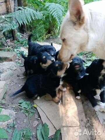 Щенята в лесу. Спасите малышей и их маму