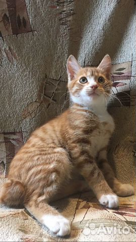 Котенок курильский бобтейл