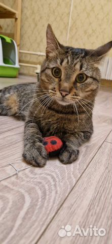 Котя не может без человека