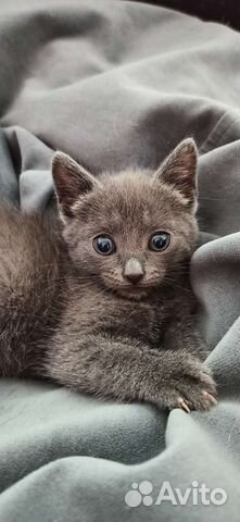Котенок в добрые руки