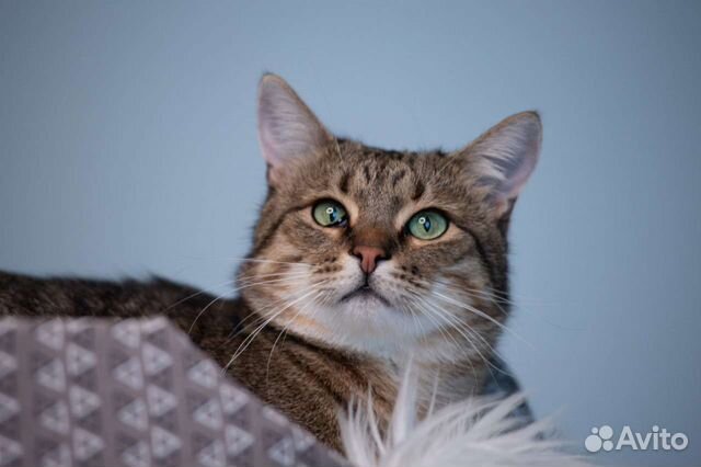 Кот Креветка 3 года, кастрирован, привит