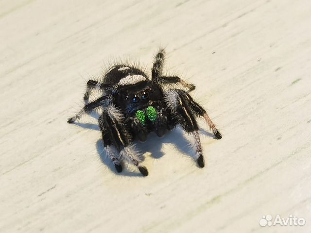 Паук скакун королевский
