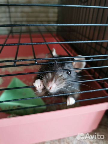 Крыса с клеткой бесплатно