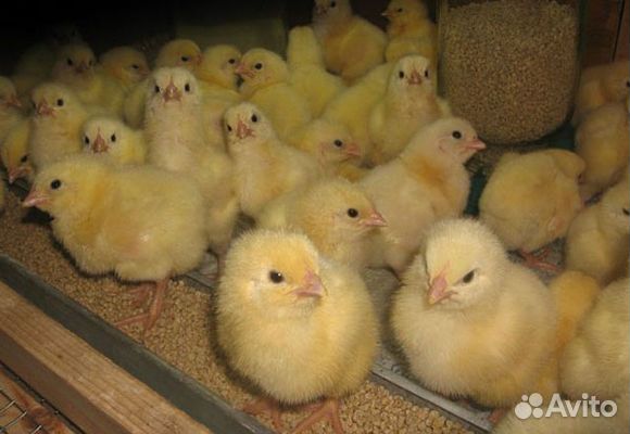Бройлеры кобб-700 3 суток