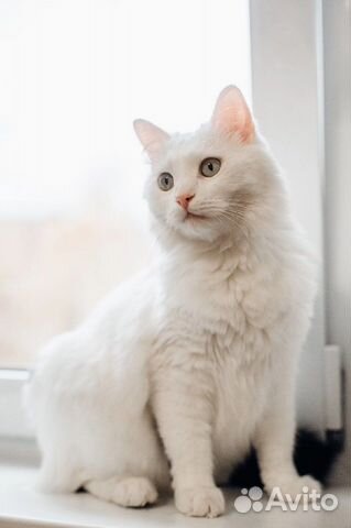 Котик ищет дом