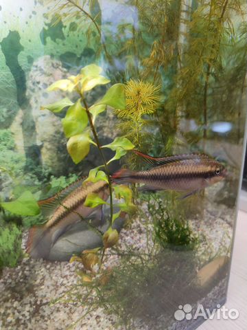 Аквариумные рыбки