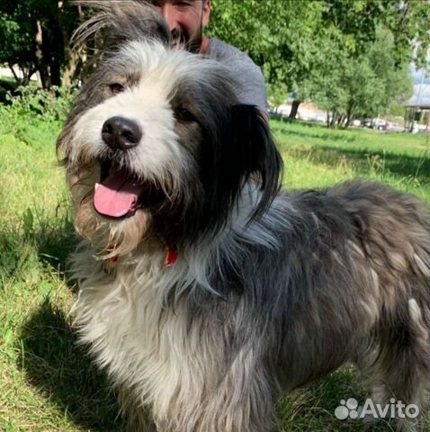 Забавный Велес ищет дом