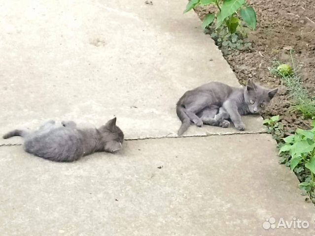 Котята с доплатой