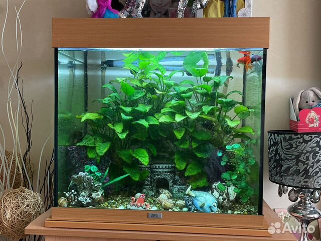 Аквариум с рыбками и живыми водорослями