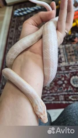 Маисовые полозы