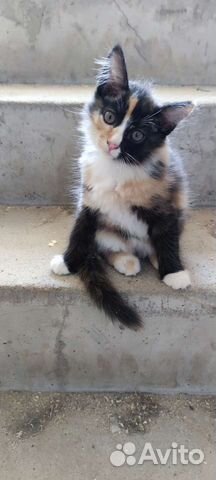 Котёнок Масяня