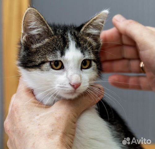 Котенок Жорж