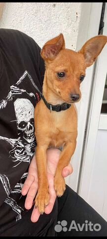 Русский той-терьер