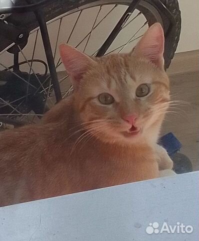 Котика выбросили