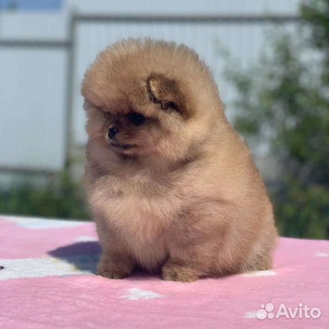 Мини девочка