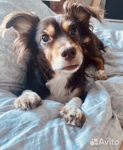 Потерялась собака