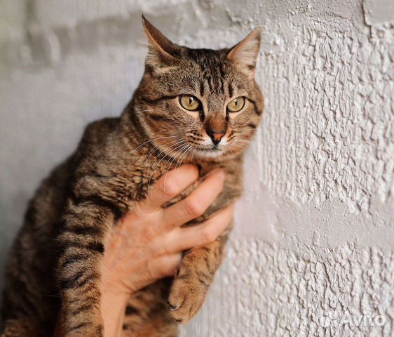 Удивительно ласковый котик в добрые руки. Привезу