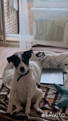 Собаки бесплатно