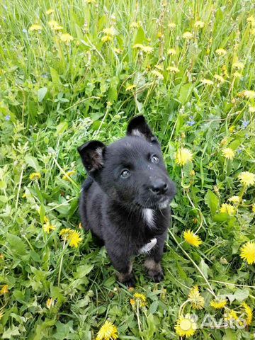 Щенок ищет дом