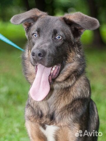 Собака-компаньон ищет семью