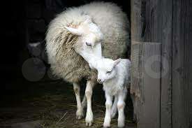 Овца с ягненком