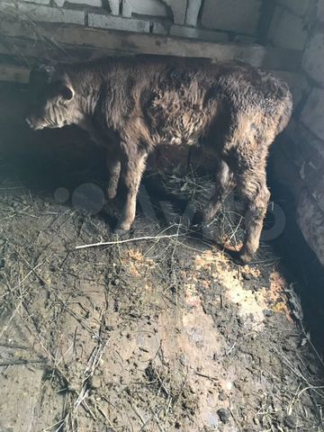 Бычок бычки телята теленок