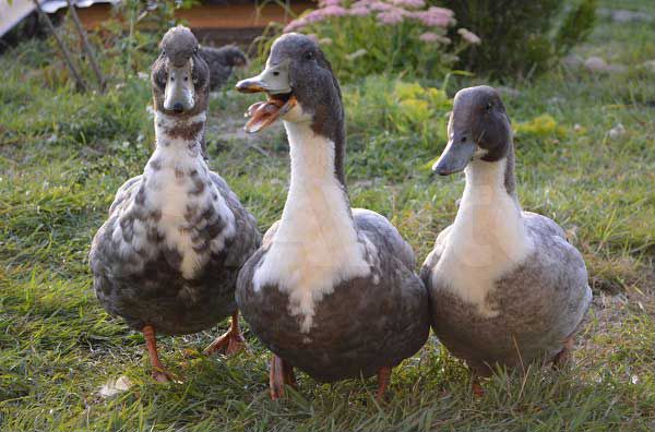 Утки пекинские, агидель, фаворит