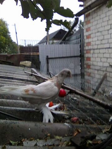 Продажа голубей