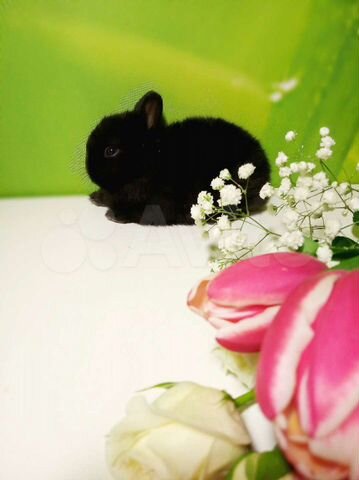 Декоративные кролики