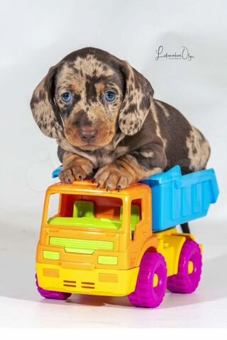 Кроличья такса