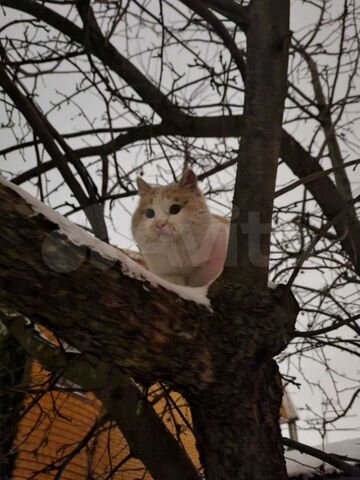 Срочный поиск дома коту персику